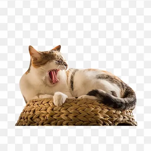 Cat free transparent png image download